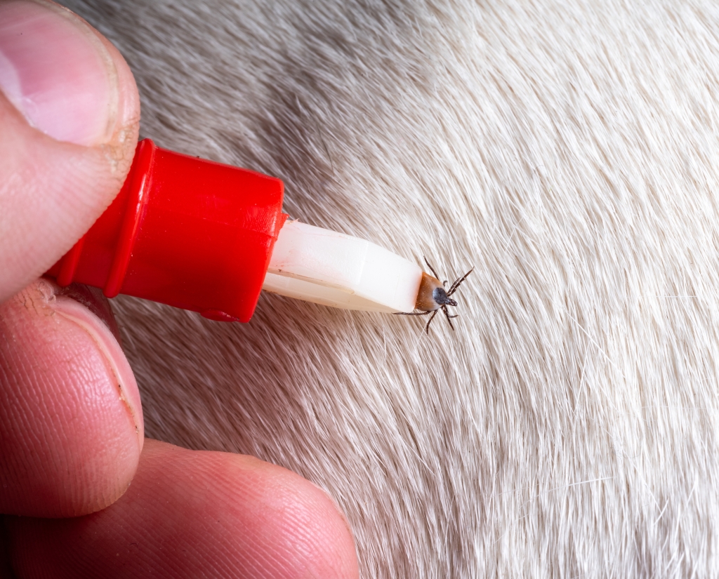 Prevent Lyme Disease With These Tick Prevention Tips - Mohawk Valley ...